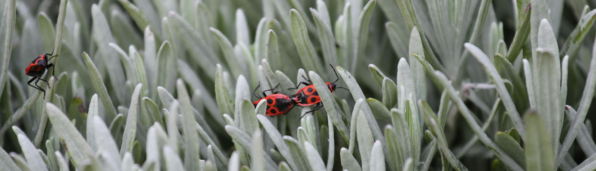 Garden Bugs Explained: How to Recognize & Reduce Insect Damage ...